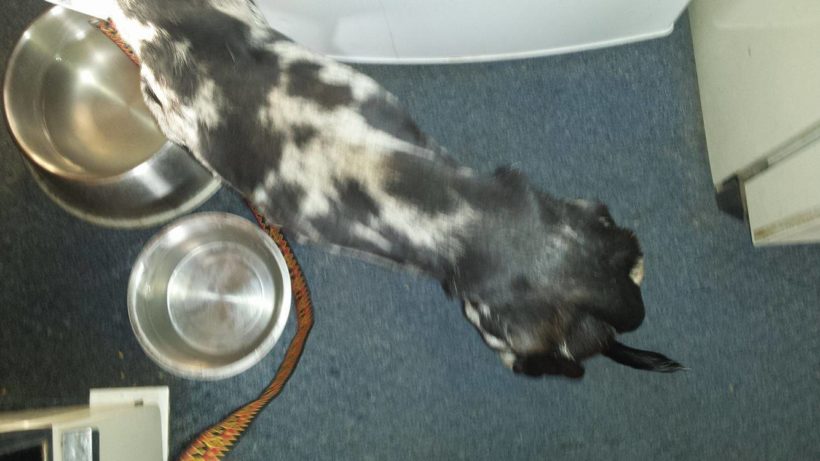 Foster a Pet - CAWS