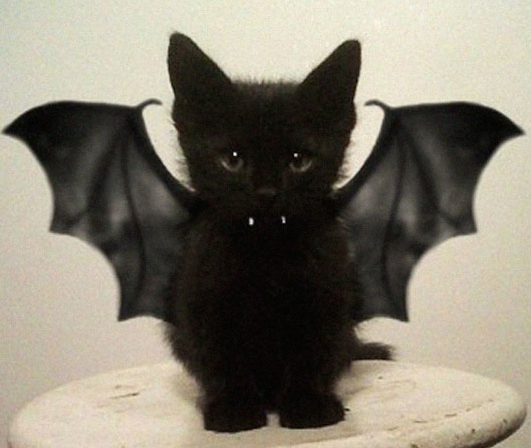 National Cat Day - CAWS